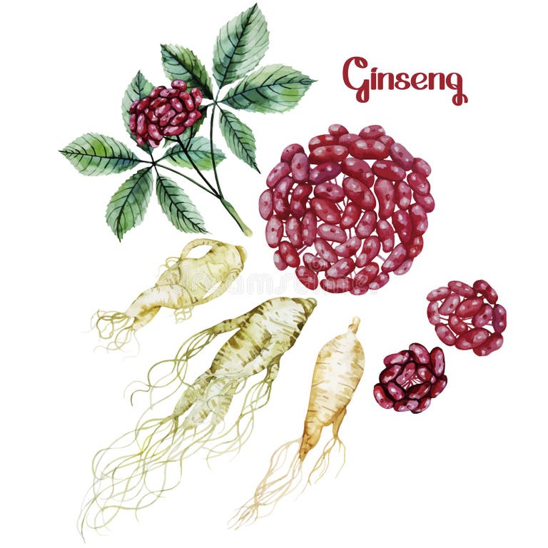 Ginseng Root Stock Illustrations – 4,355 Ginseng Root Stock ...