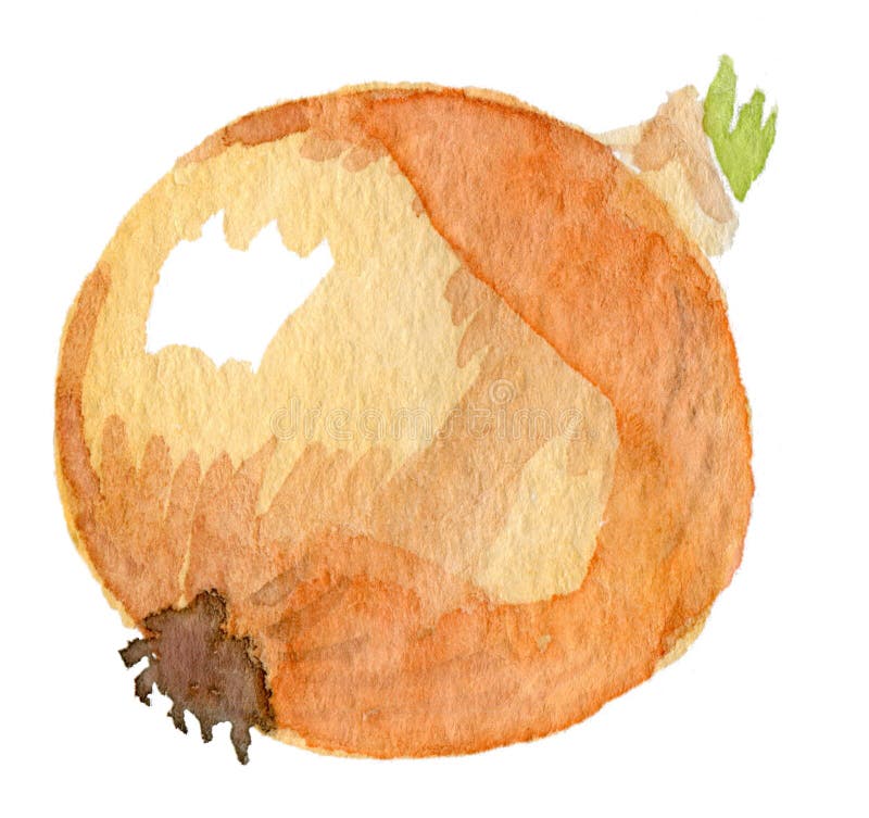 Napiform Root Stock Illustrations – 8 Napiform Root Stock Illustrations ...