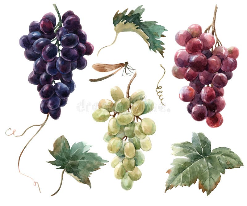 Watercolor Blue Grapes Isolated Stock Illustration - Illustration of ...
