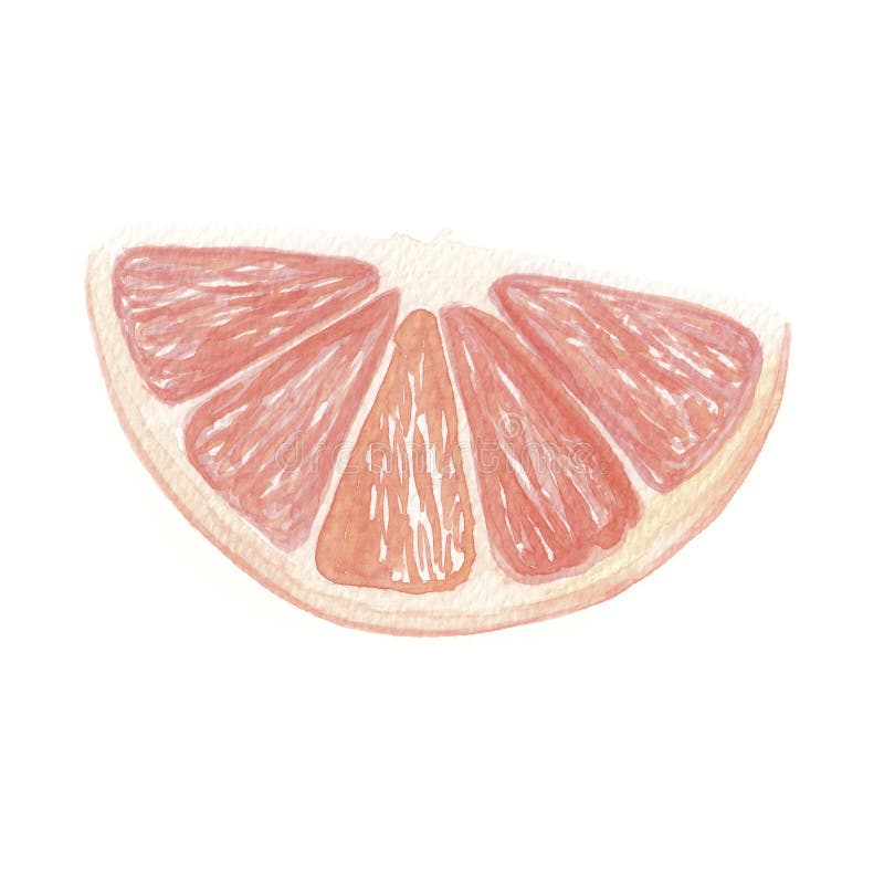 Watercolor Grapefruit, Drawing of a Slice of Grapefruit, Hand-painted ...