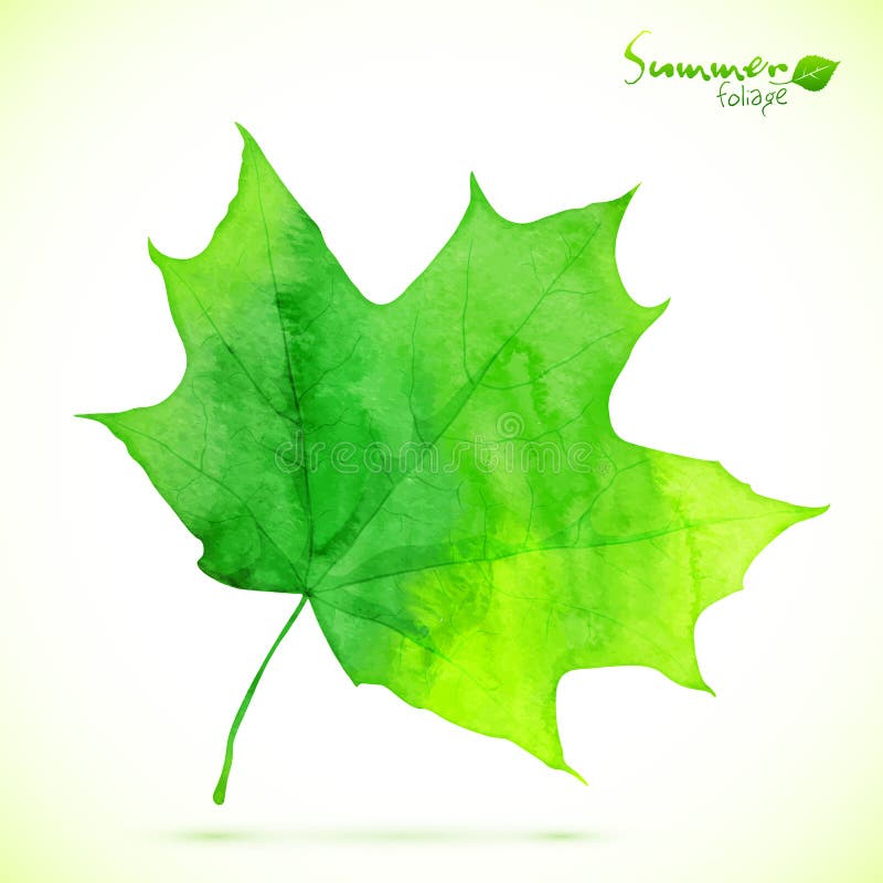 Watercolor Green Maple Vector Leaf Stock Vector - Illustration of ...