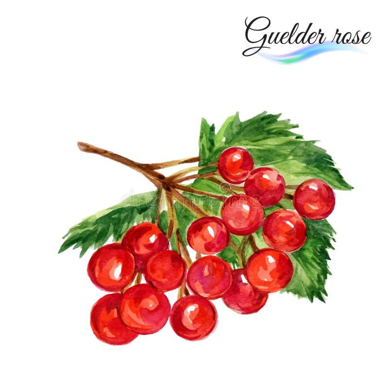Watercolor guelder rose stock vector. Illustration of leaf - 55671076