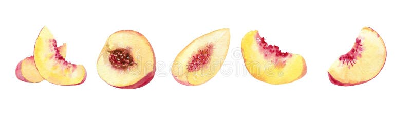 Watercolor Hand Drawing Peach Fruit Slice Set Stock Illustration ...
