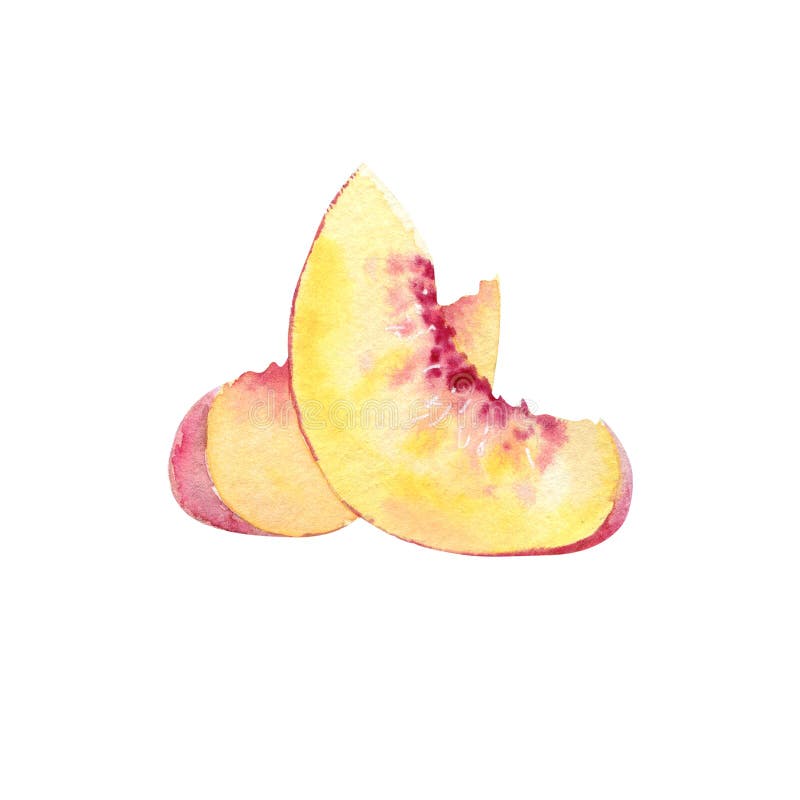 Peach Slices Drawing Stock Illustrations – 246 Peach Slices Drawing ...