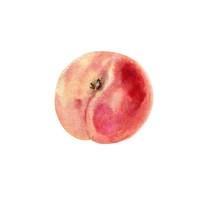 Watercolor Hand Drawing Peach Fruit Slice Stock Illustration ...
