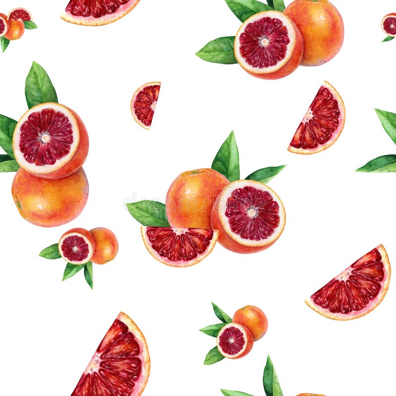 Watercolor Hand Drawn Blood Orange Seamless Pattern. Stock Illustration ...