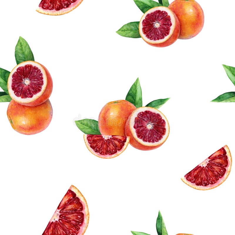 Blood Orange stock vector. Illustration of color, eating - 99134121