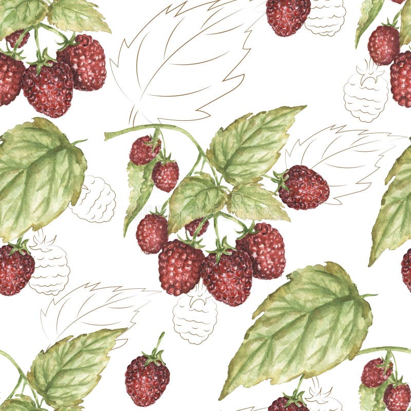 Watercolor Hand Drawn Botanical Raspberry Branch, Berry Seamless ...