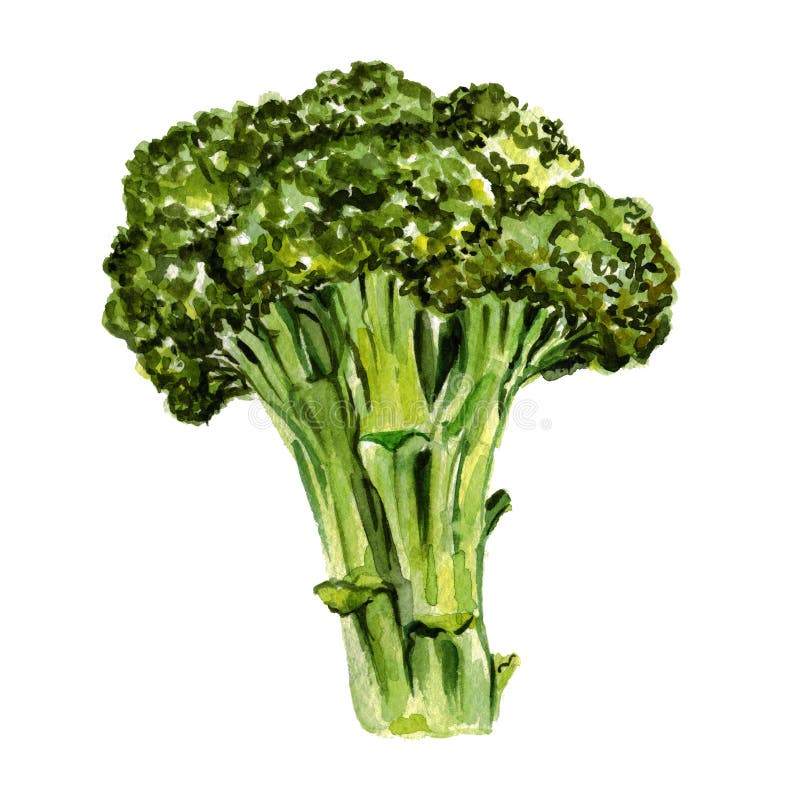 Watercolor Hand Drawn Broccoli Stock Illustration - Illustration of ...
