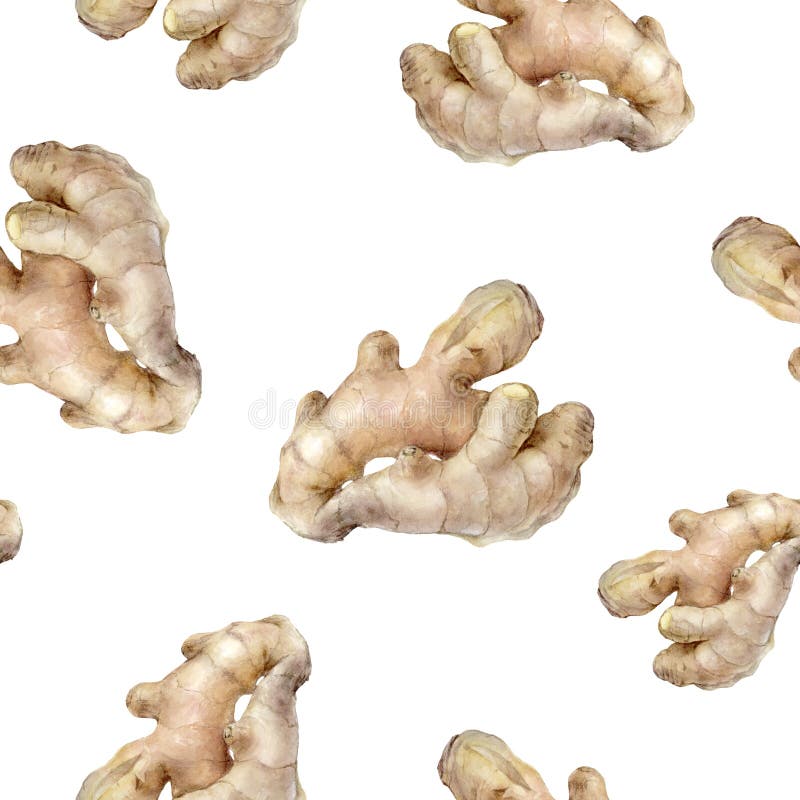 Watercolor Hand Drawn Ginger Isolated Seamless Pattern. Stock ...
