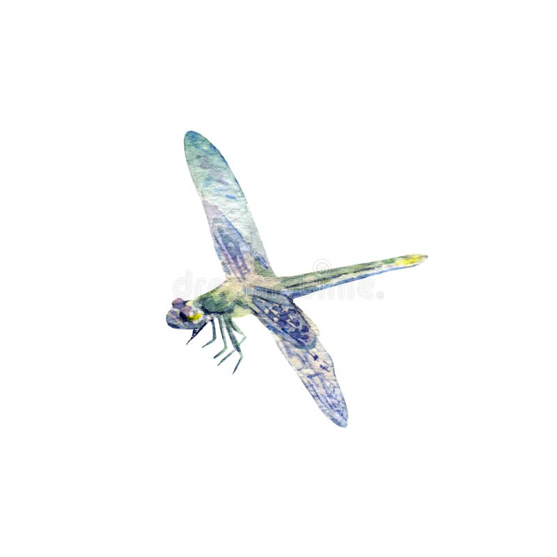 Watercolor Hand Drawn Illustration of Blue Dragonfly. Isolated Element ...