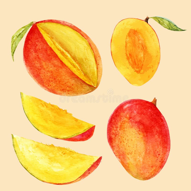 Watercolor mango set stock illustration. Illustration of floral - 109364538