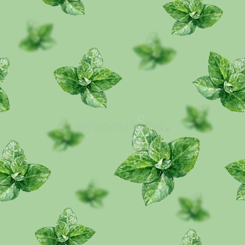 Watercolor Hand Drawn Mint Isolated Seamless Pattern. Stock ...