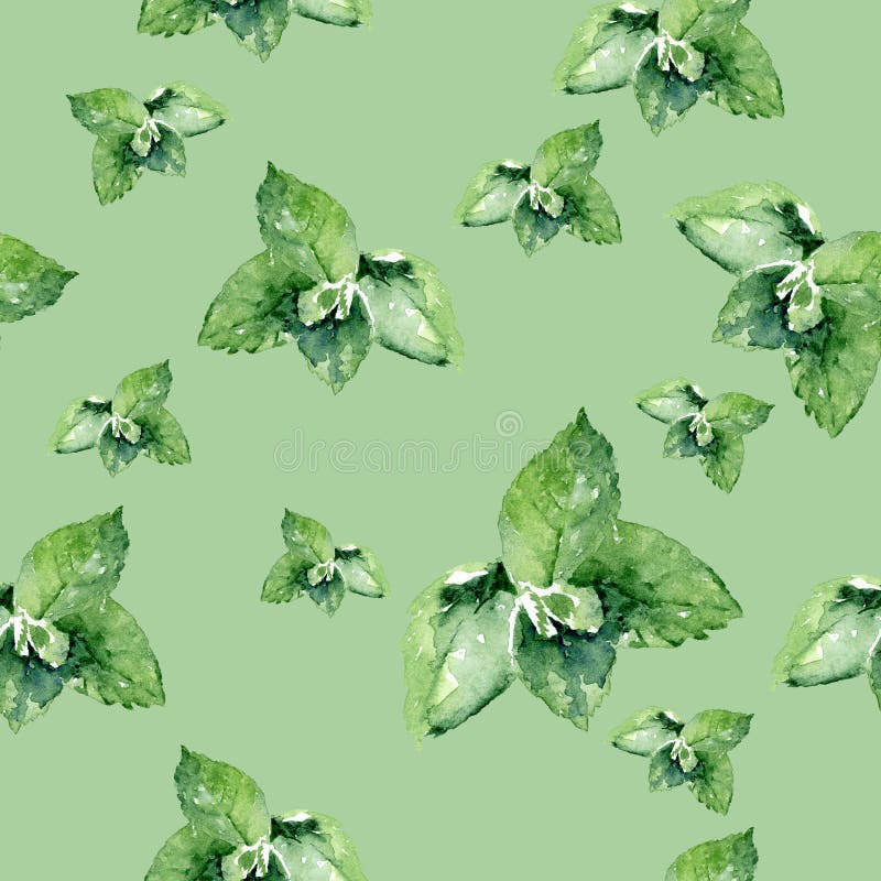 Watercolor Hand Drawn Mint Isolated Seamless Pattern. Stock ...