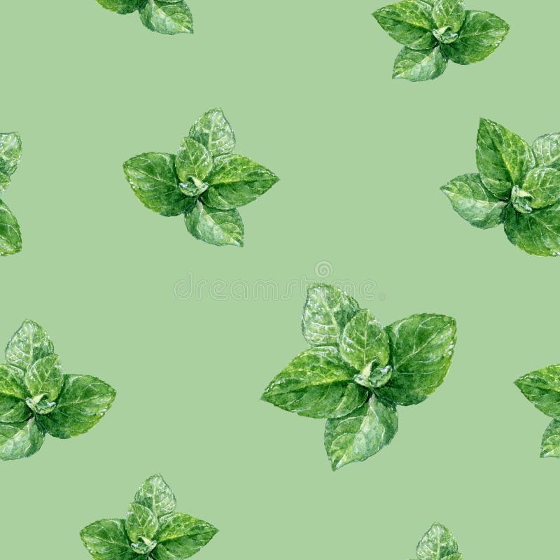 Watercolor Hand Drawn Mint Isolated Seamless Pattern. Stock ...