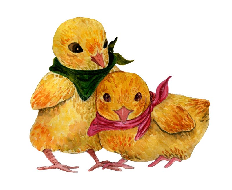 Watercolor Hen Chicks Stock Illustrations 37 Watercolor Hen Chicks