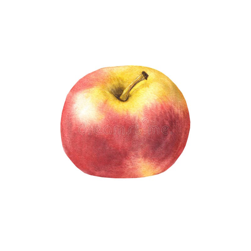 Watercolor Hand-drawn Picture of Red Apple. Red Apple Stock ...