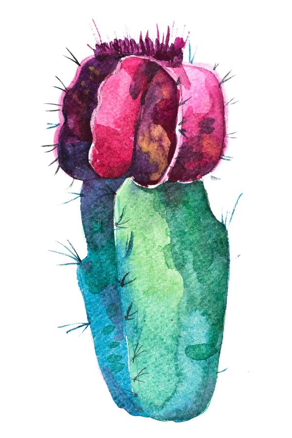 Watercolor Hand Drawn Spiky Cactus Bloom Flower. Stock Illustration ...