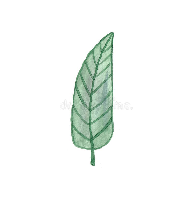 Watercolor Hand Drawn Summer Single Green Leaf. Stock Illustration ...