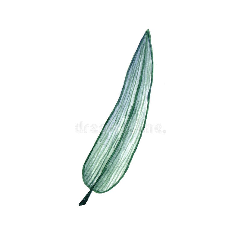 Watercolor Hand Drawn Summer Single Green Leaf. Stock Illustration ...