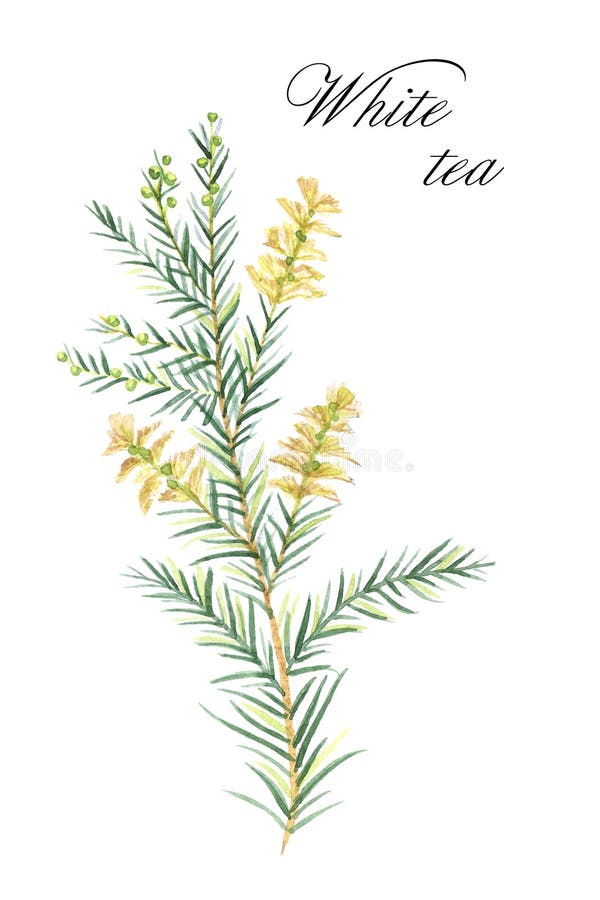 Watercolor Hand-drawn White Tea Isolated on White Background Stock ...