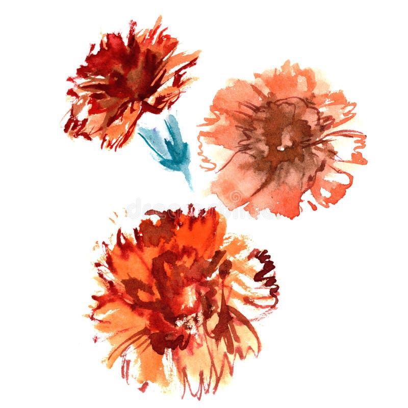 Watercolor Hand Painted Carnations Isolated Stock Illustration ...
