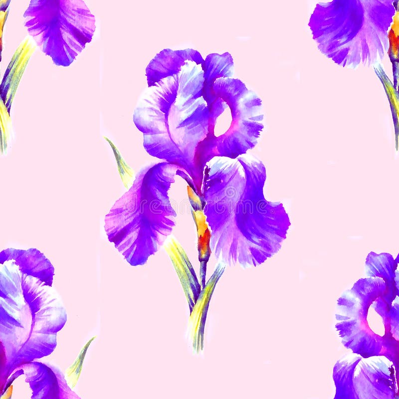 Watercolor Hand Painted Iris Flower, Seamless Pattern Stock Image ...