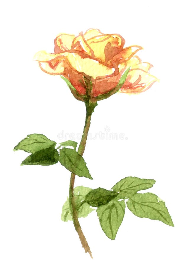 Watercolor Hand Painted Yellow Rose Botanical Illustration Stock ...