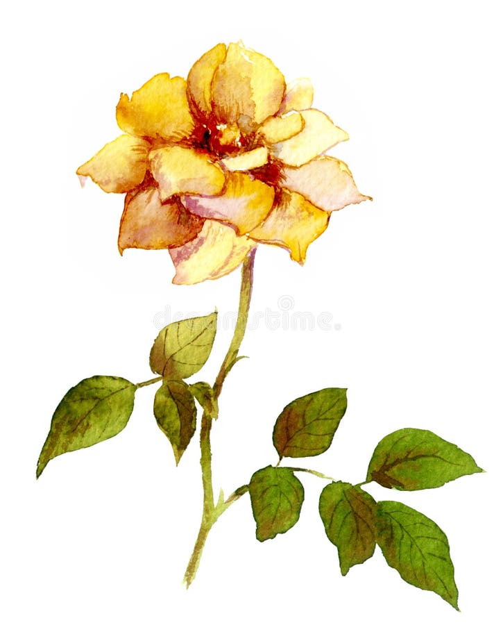 Watercolor Hand Painted Yellow Rose Botanical Illustration Stock ...
