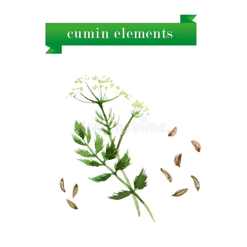 Cumin Seed Plant Stock Illustrations – 352 Cumin Seed Plant Stock ...