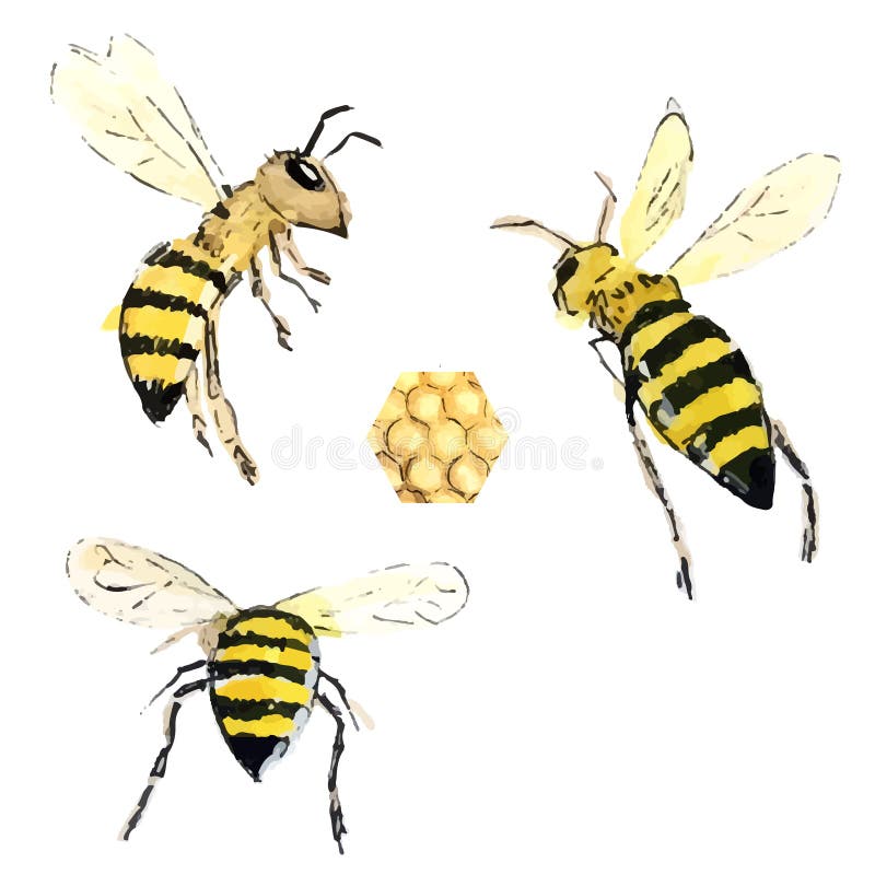 Bees Honeycomb Watercolor Stock Illustrations 523 Bees Honeycomb