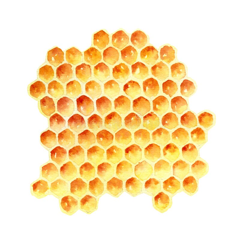 Watercolor Honeycomb Isolated on White Background Stock Illustration ...
