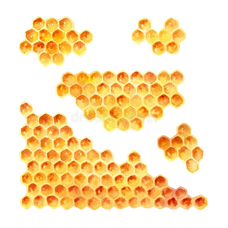 Watercolor Honeycomb Isolated on White Background Stock Illustration ...