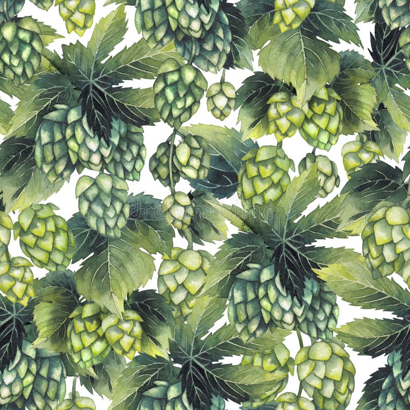 Watercolor hops pattern stock illustration. Illustration of festival ...
