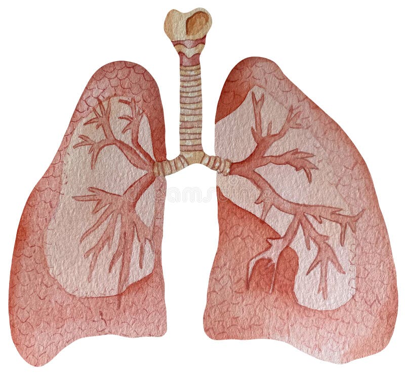 Watercolor Human Lungs And Respiratory System With Bronchial Tree Stock