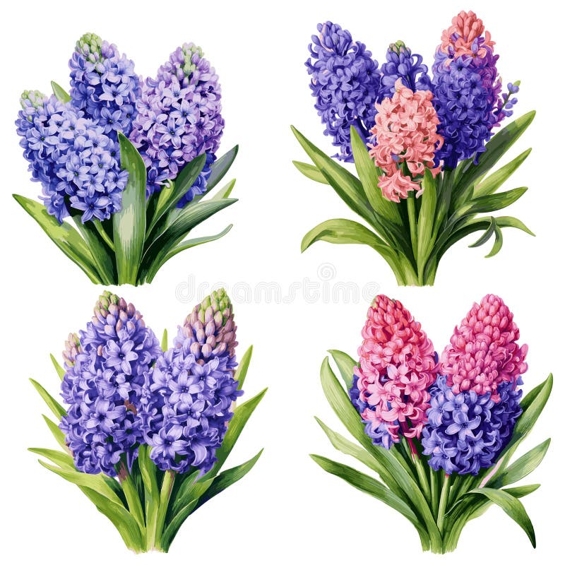 Watercolor Hyacinth Vector Illustration Isolated Stock Vector ...