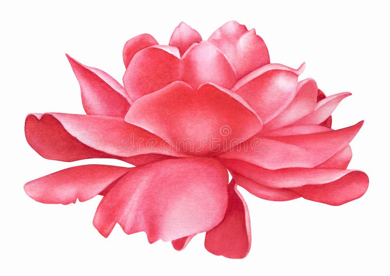 Pink Rose Bud Side View Stock Illustrations – 40 Pink Rose Bud Side ...