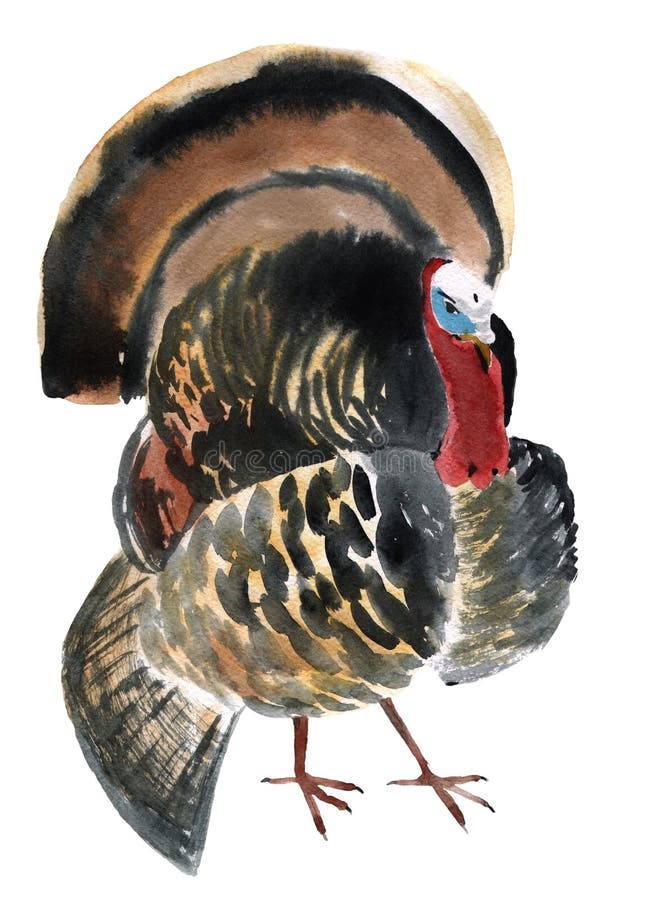 Watercolor Illustration of a Bird Gobbler Stock Illustration ...