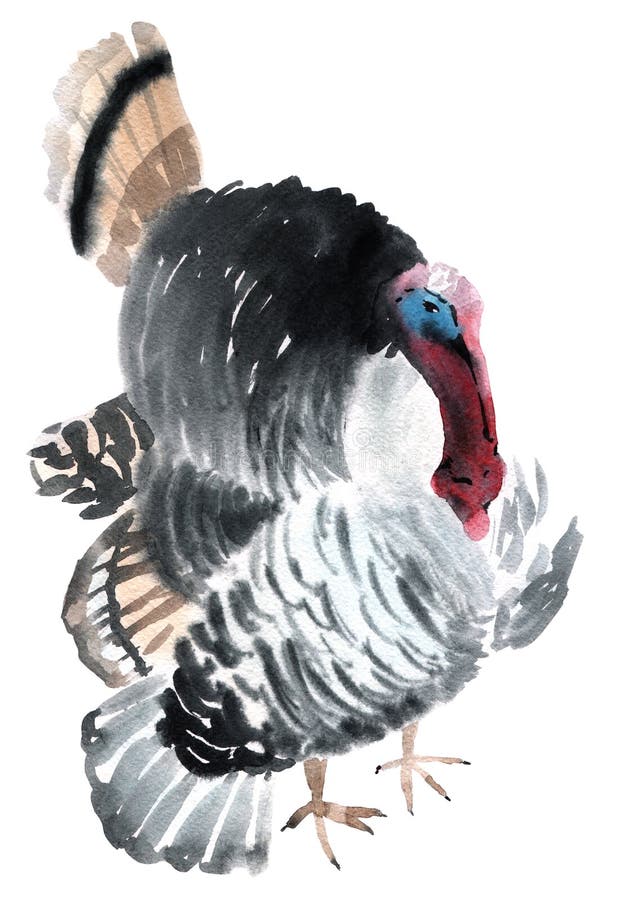 Watercolor Illustration of a Bird Gobbler Stock Illustration ...