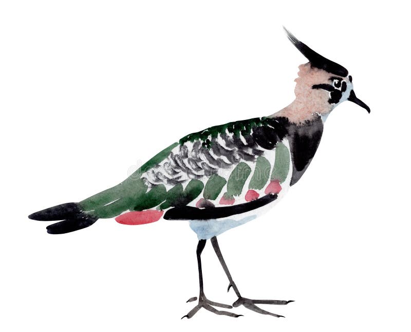 Lapwing Stock Illustrations – 609 Lapwing Stock Illustrations, Vectors ...