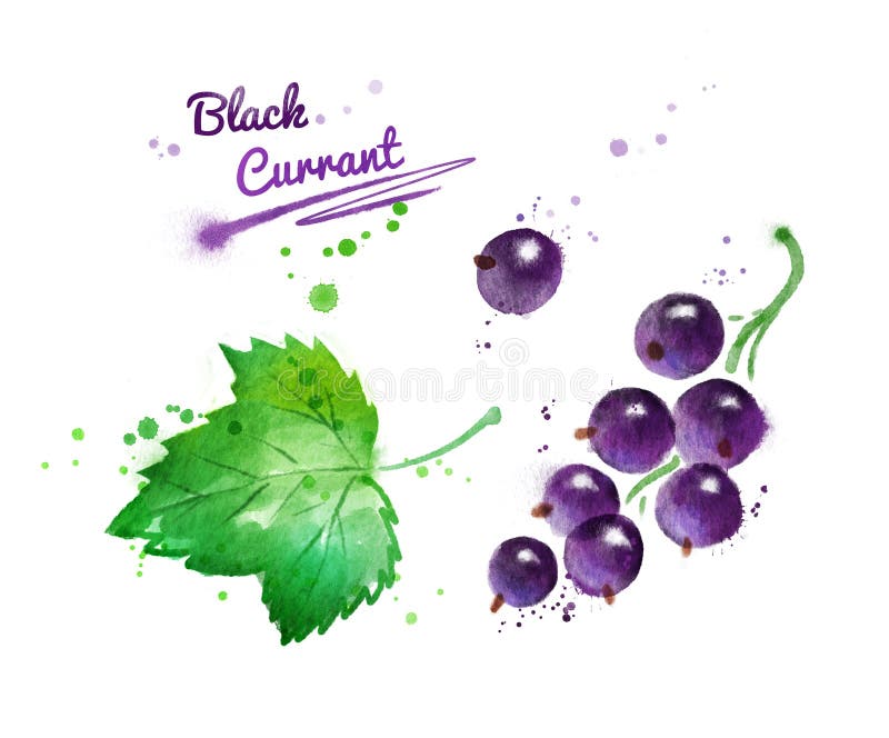 Black Currant Stock Illustrations – 6,115 Black Currant Stock ...