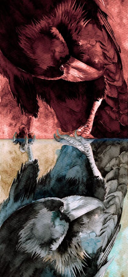 Watercolor Illustration of a Black Raven Preening Its Feathers Stock ...