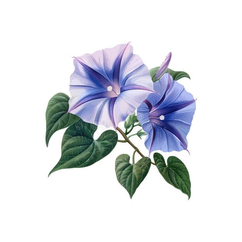 Watercolor Illustration of Blue Morning Glory Flowers. Vector ...