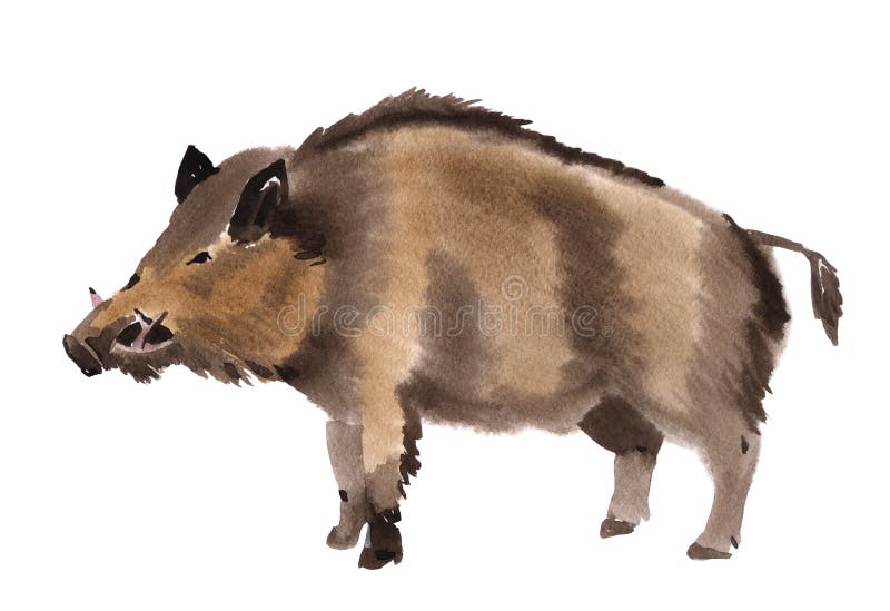 Watercolor Illustration of a Boar Stock Illustration - Illustration of ...