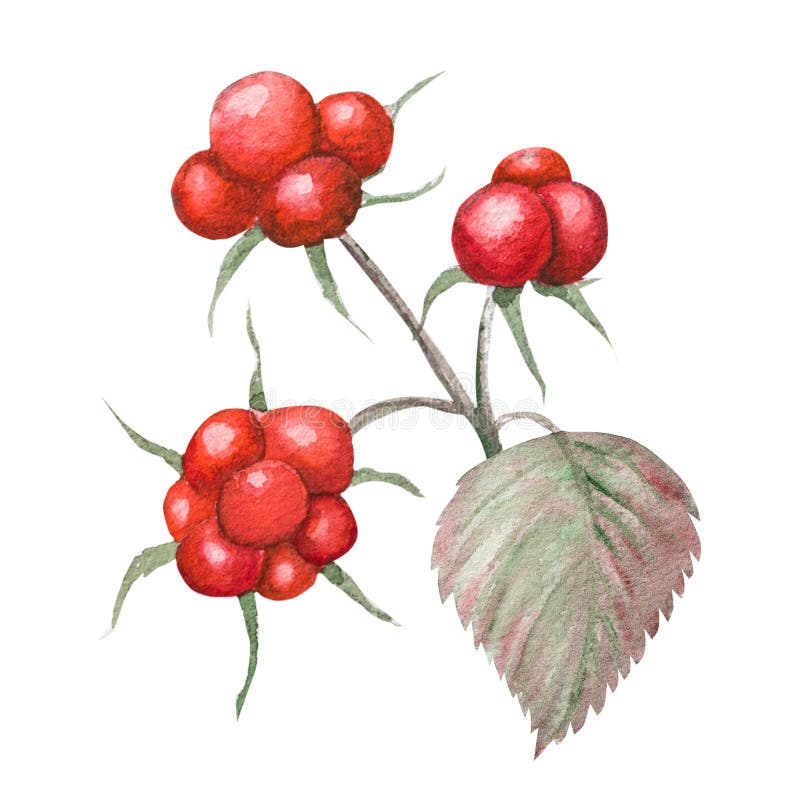 Watercolor Illustration of Bramble Berry, Hand Drawn Bramble Stock ...