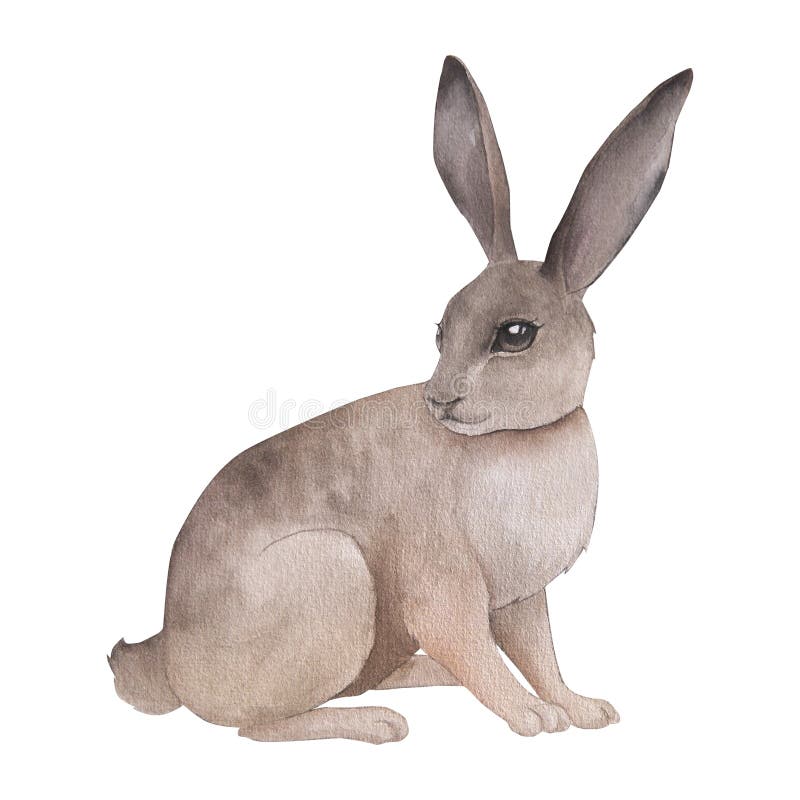 Watercolor Illustration of a Cartoon Hare Isolated Stock Image - Image ...