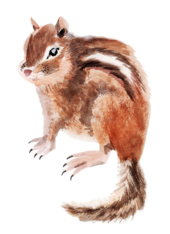 Watercolor Illustration of a Chipmunk Stock Illustration - Illustration ...