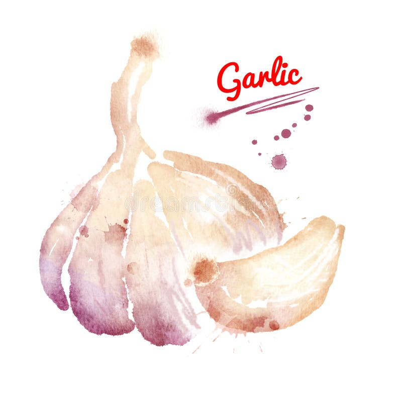 Watercolor Illustration Of Garlic Stock Illustration - Illustration of ...