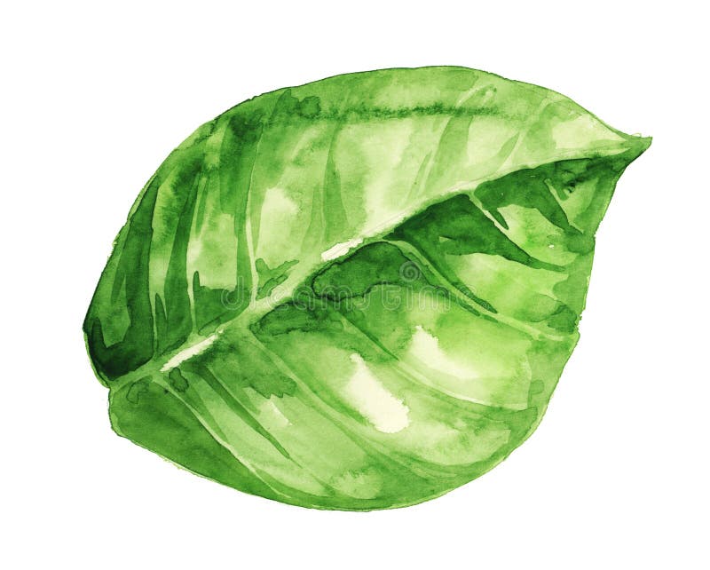 Watercolor Illustration of Green Leaf on White Stock Illustration ...