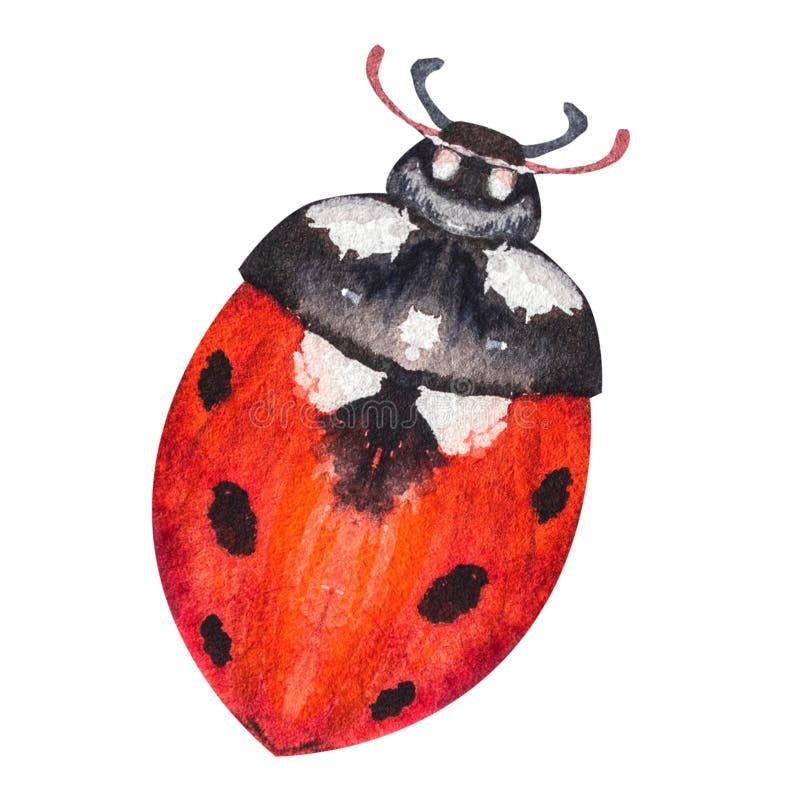 Watercolor Illustration Ladybug.Hand Drawn Watercolor Ladybug Stock ...